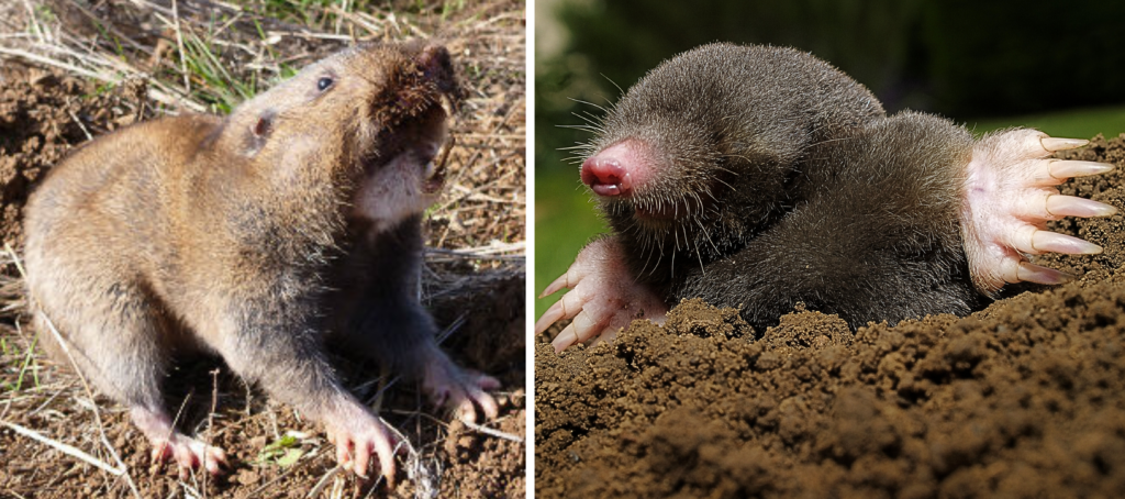 Mole Pest Control Elk River, MN | Free Estimates!